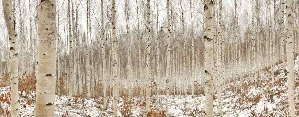 Symbolism of Birch Trees: Exploring Their Meaning in Mythology – The ...
