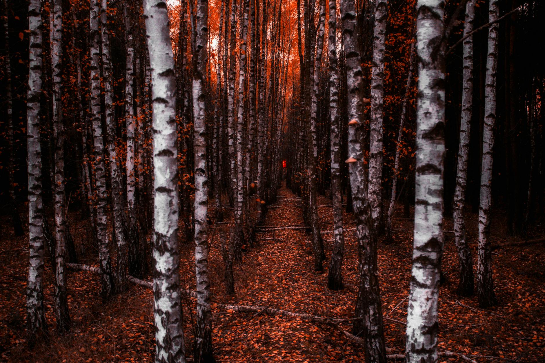 Symbolism of Birch Trees: Exploring Their Meaning in Mythology – The ...