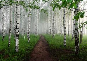 Symbolism of Birch Trees: Exploring Their Meaning in Mythology – The ...
